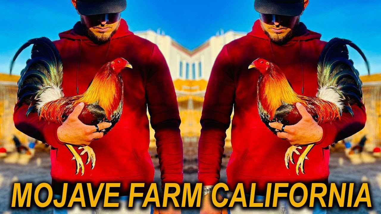 Pure Grey Roundhead Sweater Spangled Hatch Kelso - MOJAVE FARM ...