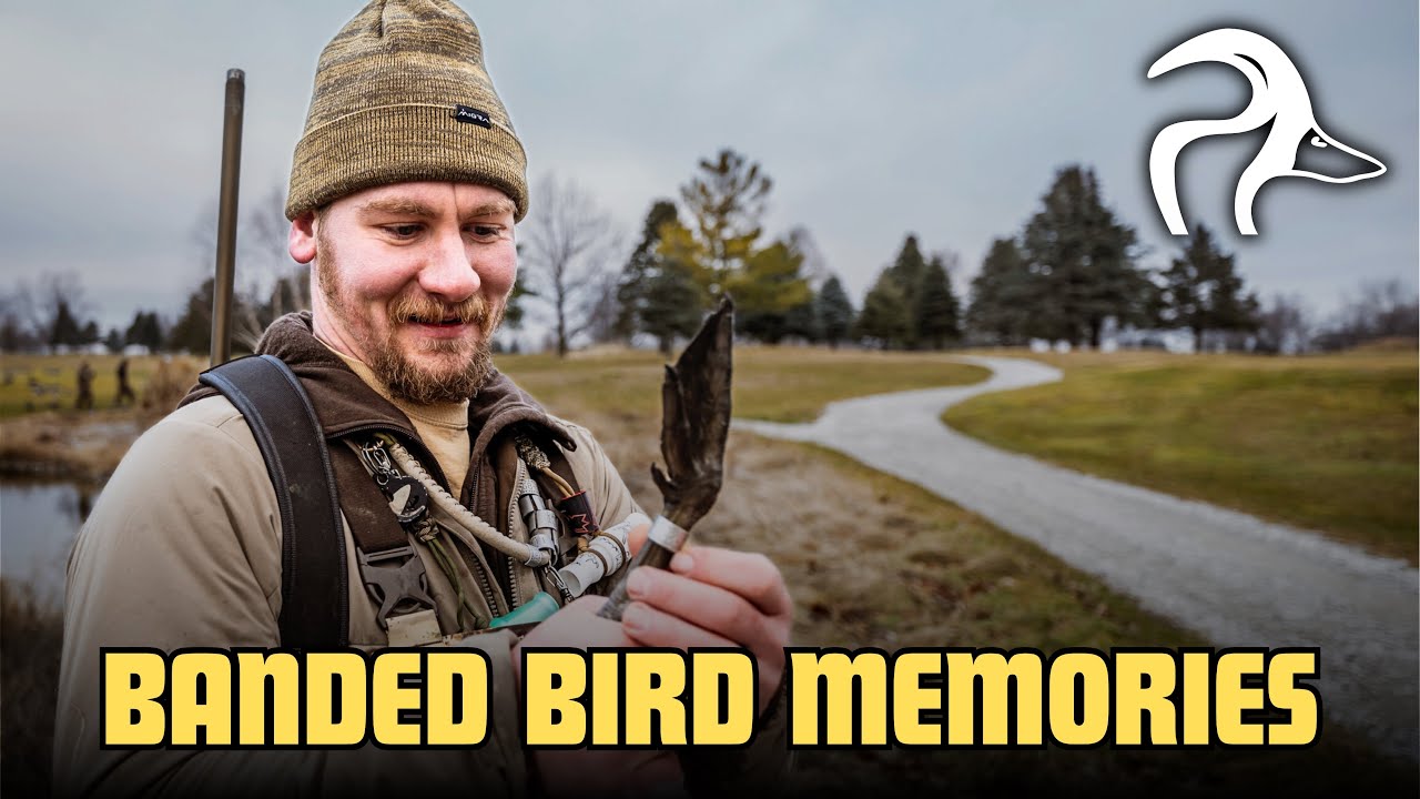 Banded Bird Memories - YouTube