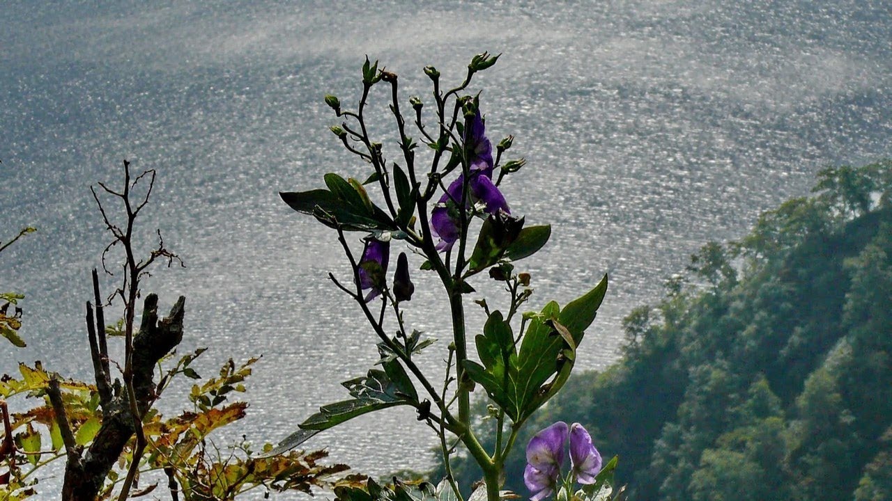 Original Song : "Little Grey Cells (Hercule Poirot)" - YouTube