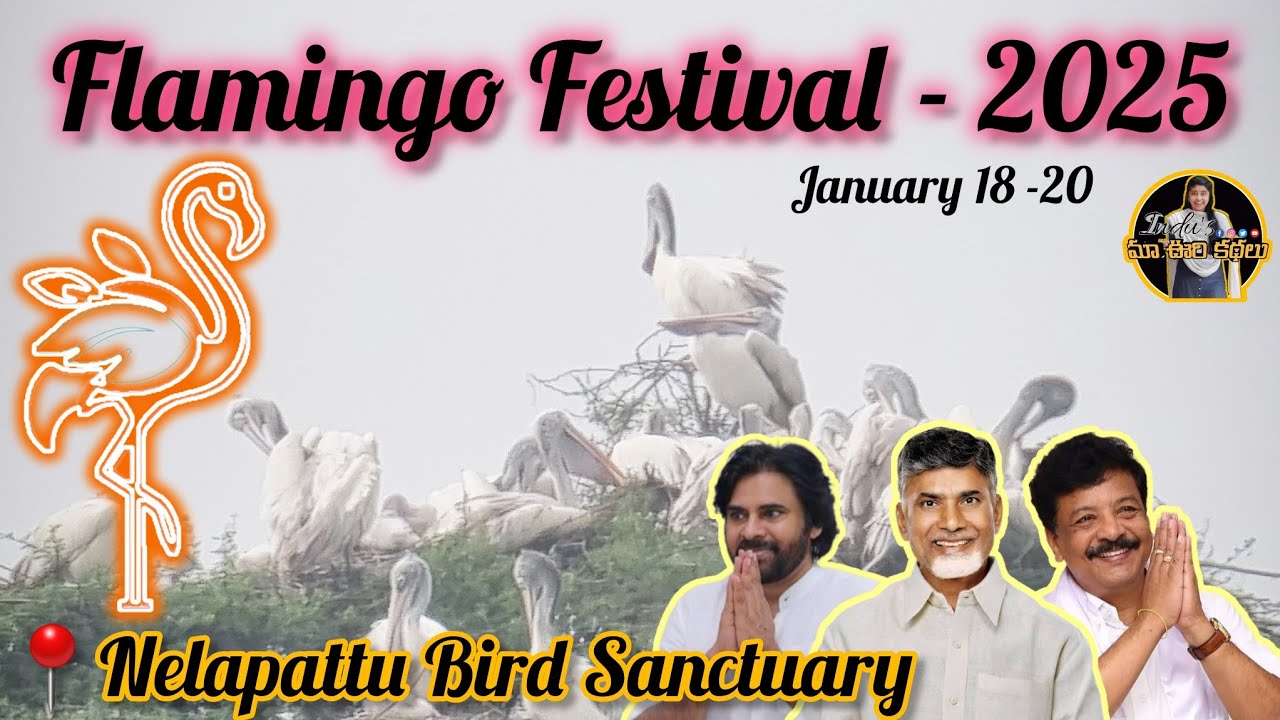 FLAMINGO FESTIVAL, 2025|NELAPATTU, ATAKANITHIPPA, B.V.PALEM, PULICAT ...