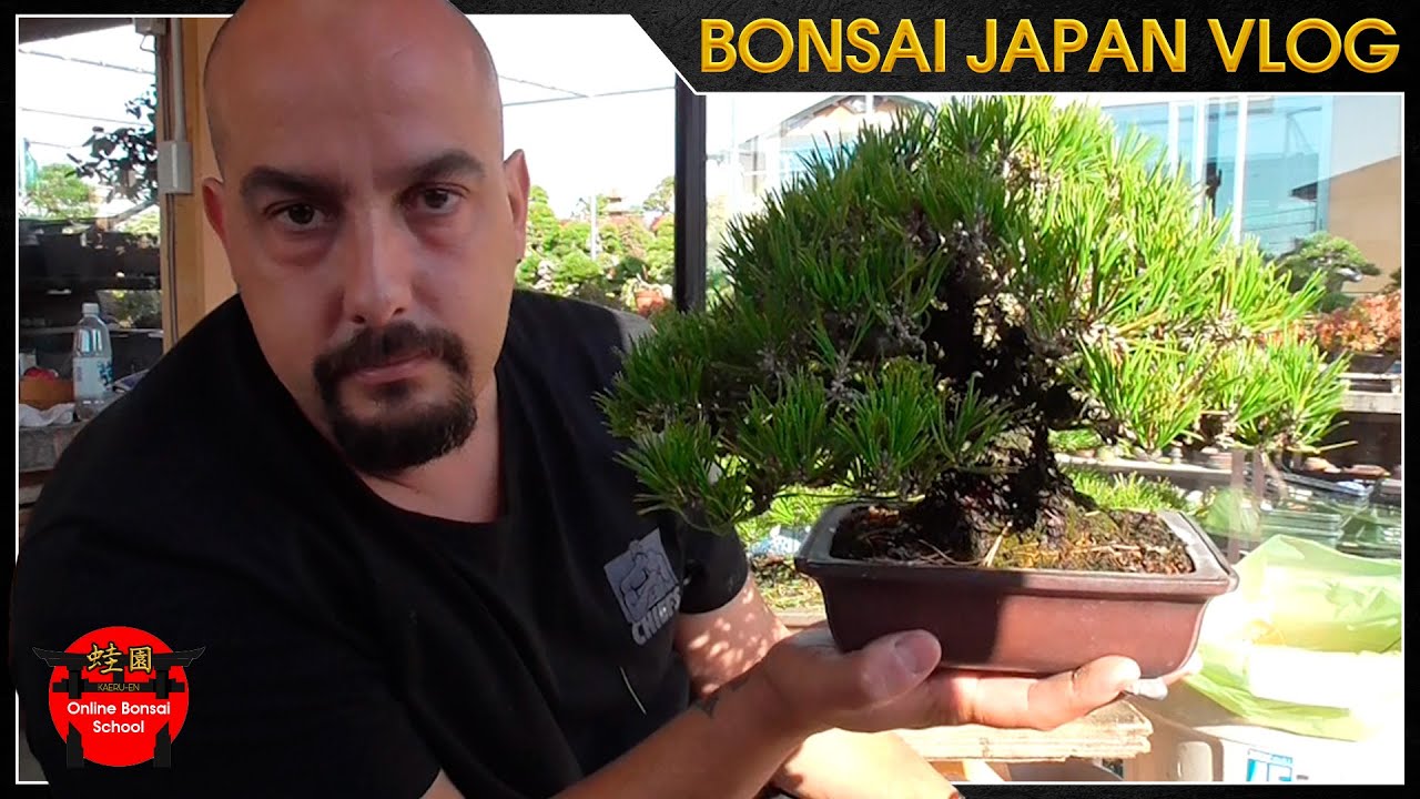 Control de acículas en pino negro | Bonsai Japón Vlog #136 - YouTube