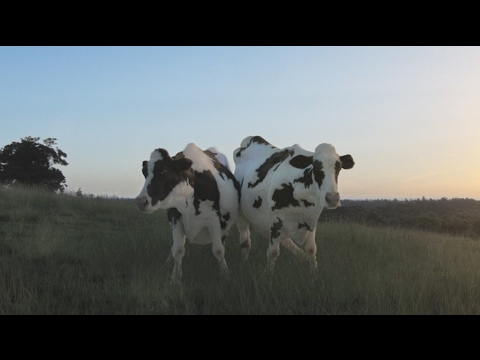 Digital Dancing Cows - YouTube
