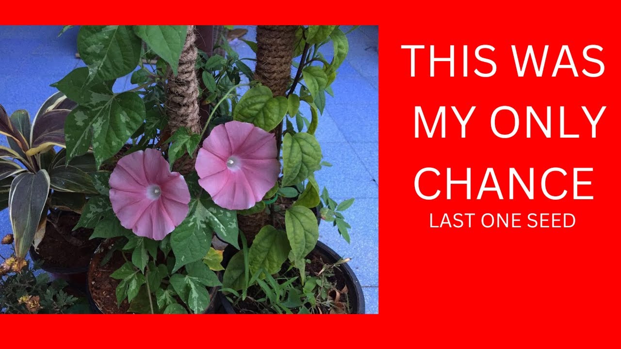 THIS WAS MY ONLY CHANCE ( LAST ONE SEED ) - YouTube