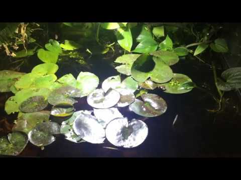 Asian Blackwater Biotope - YouTube