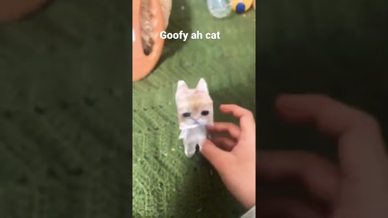 GOOFY AH CAT - YouTube