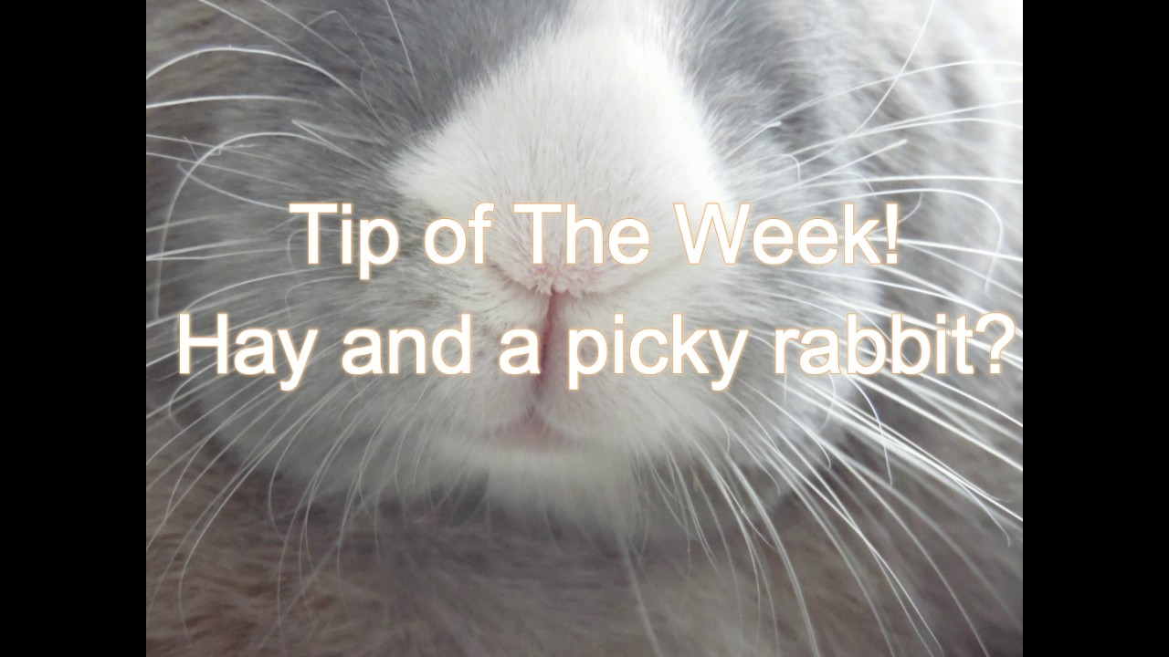 Rabbit Tip of The Week~#1 Hay and a Picky Rabbit - YouTube