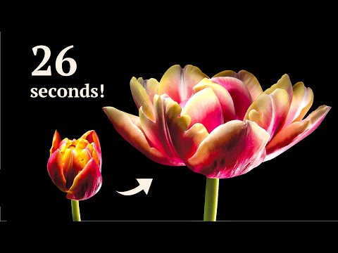 TULIPS EXPLOSION IN 26 seconds (BEAUTIFUL BLOOMING) | Time Lapse