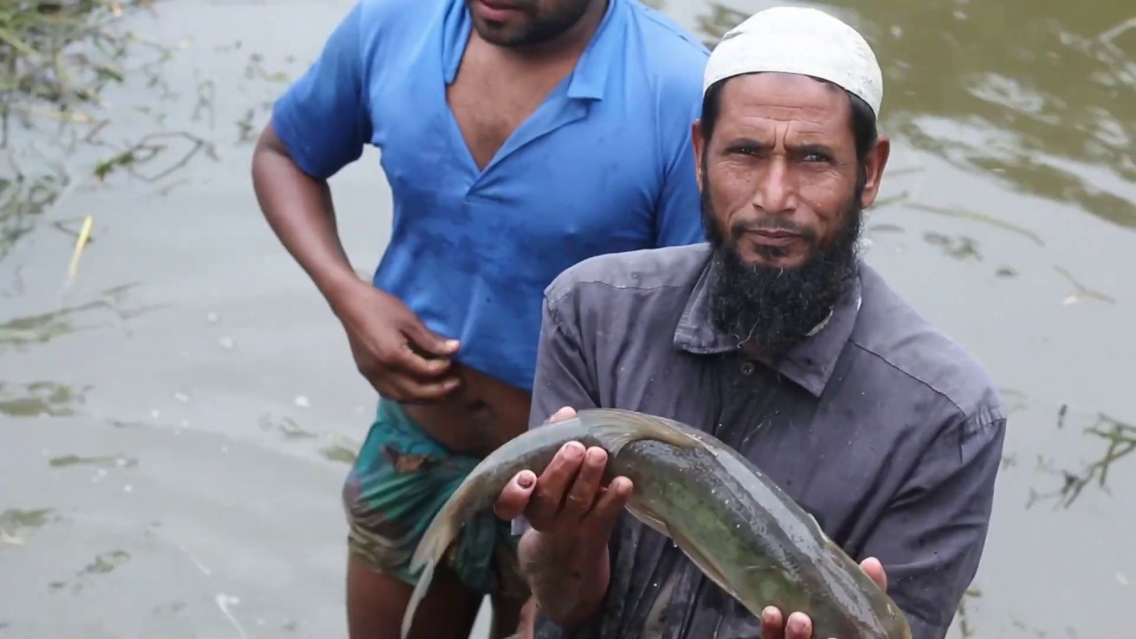 Catching big fish by Net from pond. - YouTube