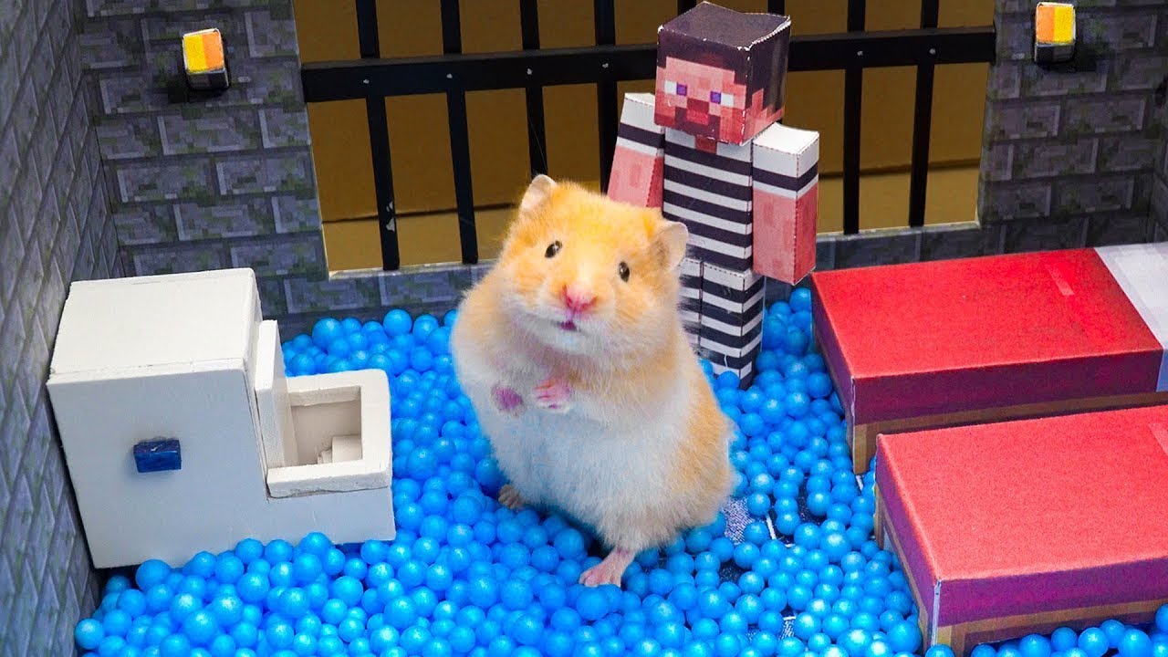 The Best Hamster Challenge Escape From The Prison Maze | Hamsters With ...