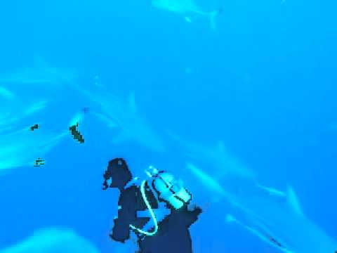Oceanic Blacktip Sharks on Aliwal Shoal (Mercian Divers BSAC 2463 ...