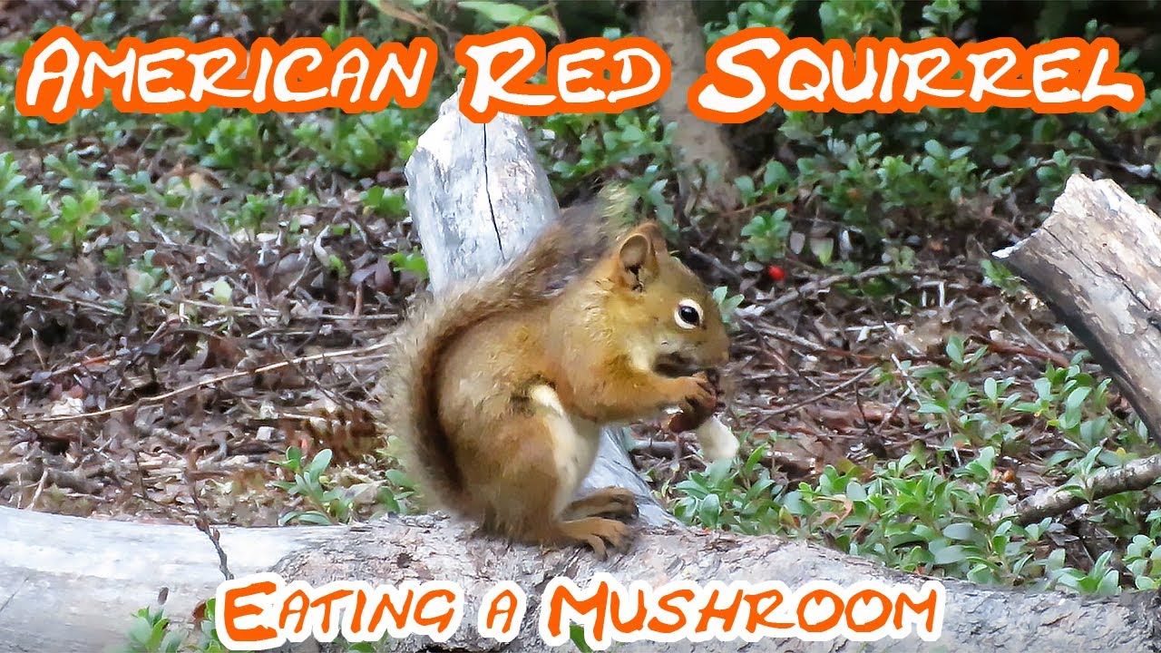 Red Squirrel Eating a Mushroom - YouTube