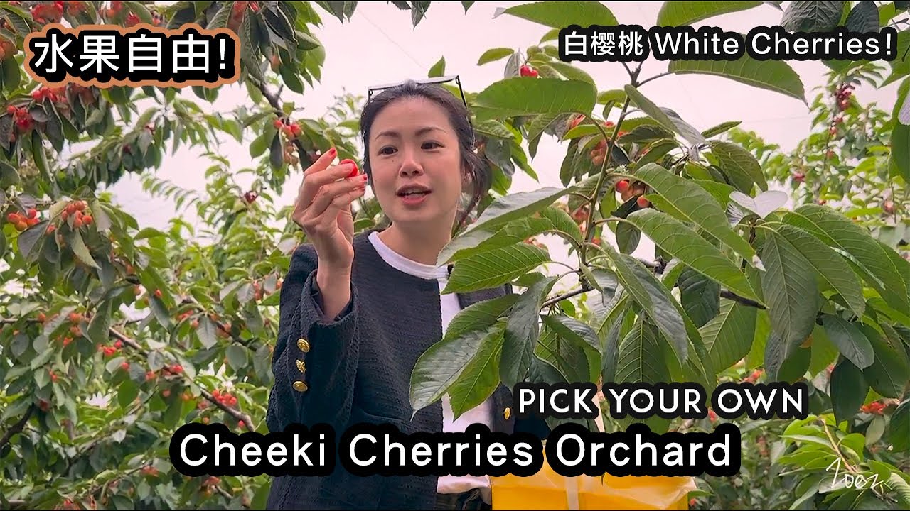 Cheeki Cherries Orchard - Pick Your Own Cherries (PYO) - YouTube