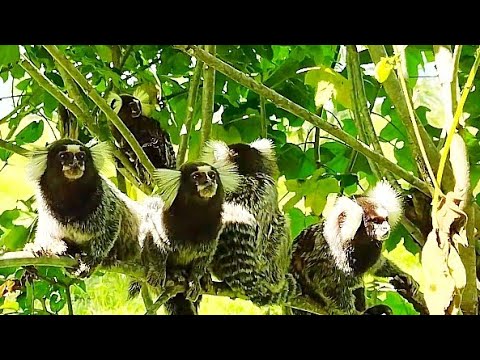 Fui pegar o filhote mais os macaco sagui esconder o filhote de soim. # ...