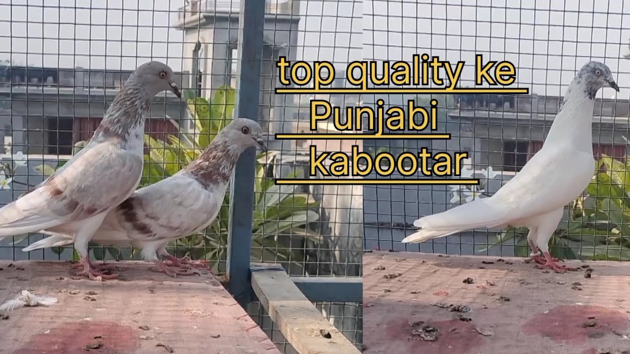 top quality ke Punjabi kabootar!😍 top quality malwai kabootar ️# ...