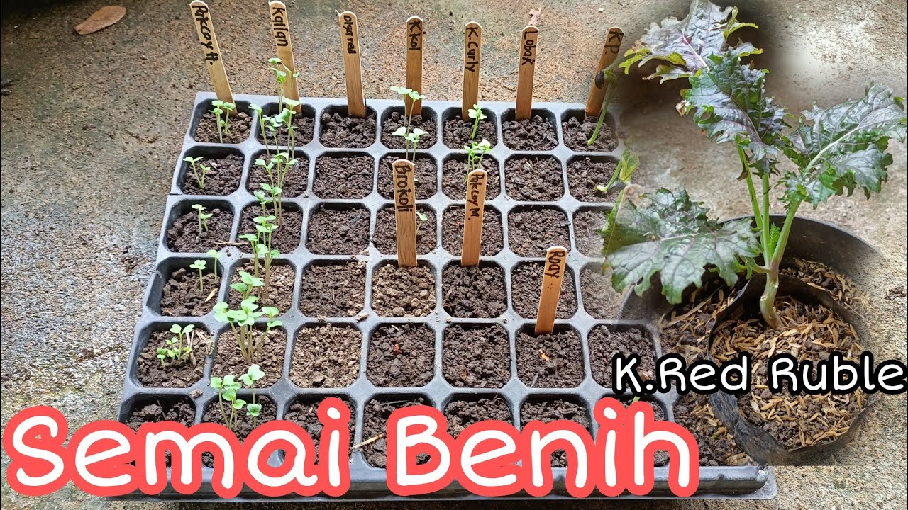 Semai Sayuran||Tanam Kale Red Ruble - YouTube