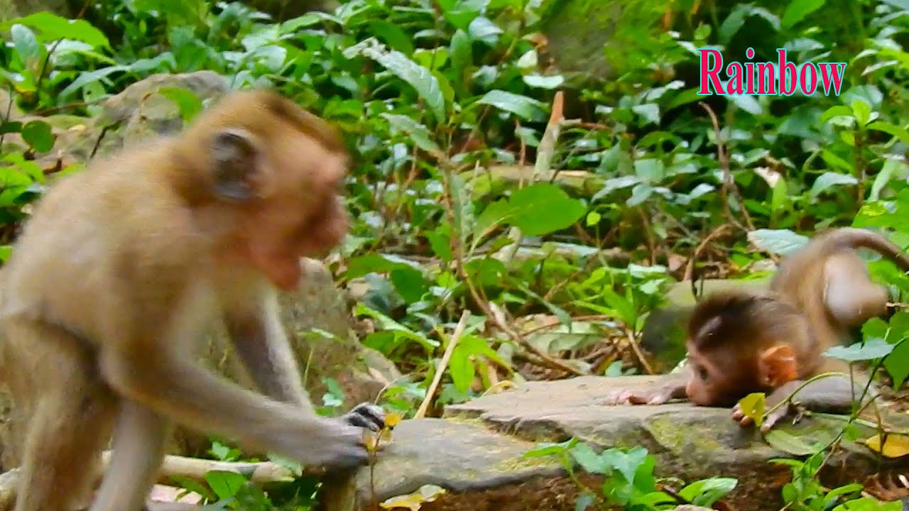 It's such a funny clip of baby Rainbow vs little monkey! - YouTube