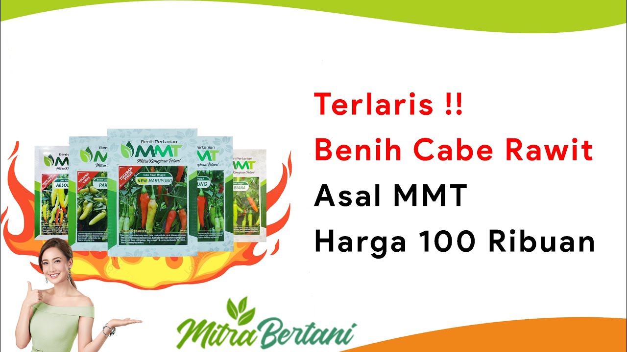Terupdate! 7 Benih Cabe Rawit Unggul Tahan Penyakit Asal MMT, Harga ...