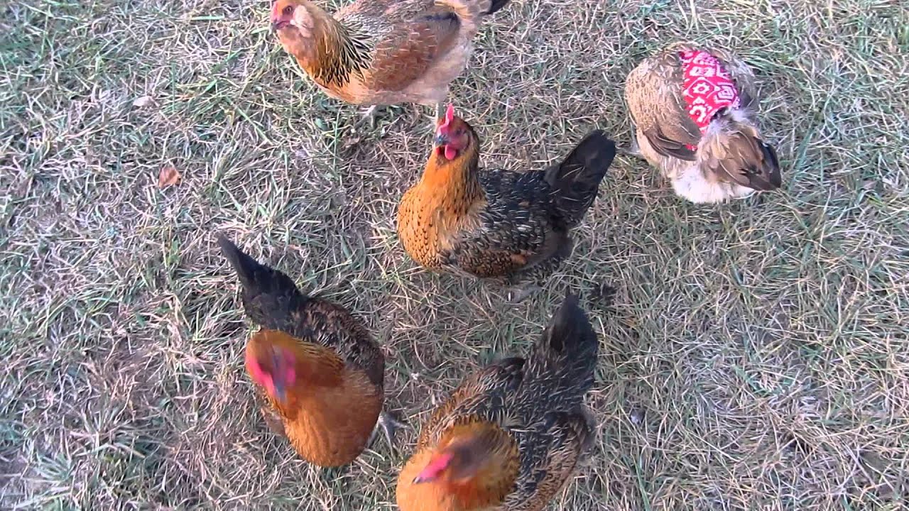 Chicken Tricks and Saddles - YouTube