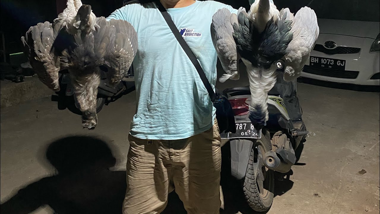 Berburu Koak..night vision PARD DS35 selalu hit… - YouTube