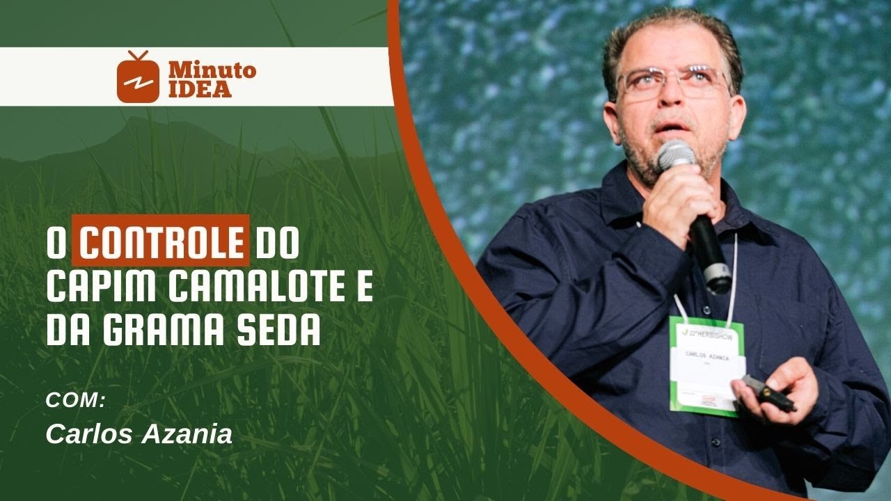 O CONTROLE DO CAPIM CAMALOTE E DA GRAMA SEDA | CARLOS AZANIA - YouTube