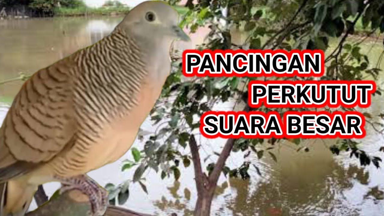 pancingan perkutut lokal suara besar, pasti nyaut !! - YouTube