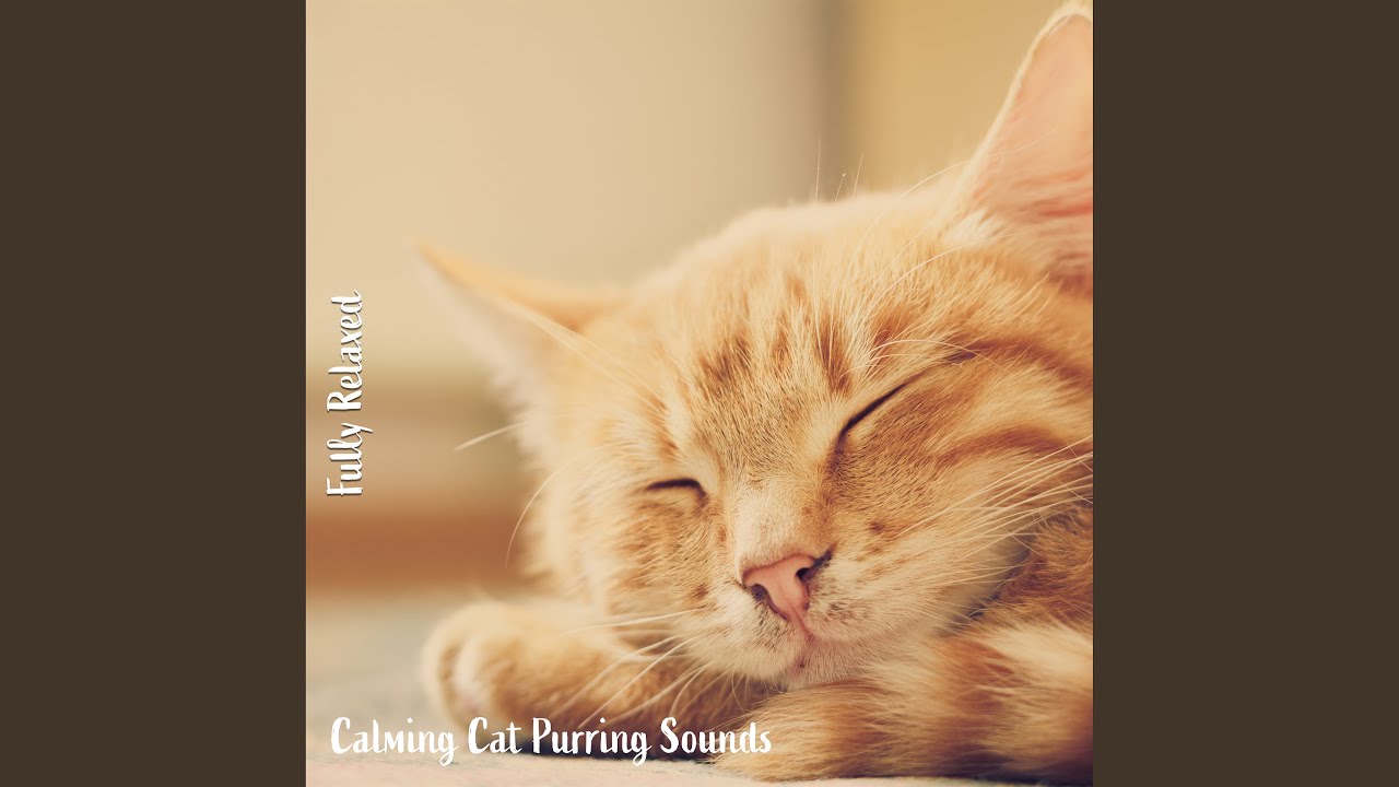 Calming Cat Purring Sounds, Pt. 1 - YouTube