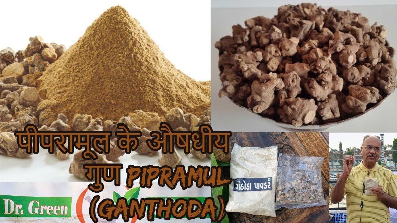 पीपरामूल के औषधीय गुण pipramul(ganthoda)benefits(પીપળી મૂળ-ગંઠોળા)DR ...