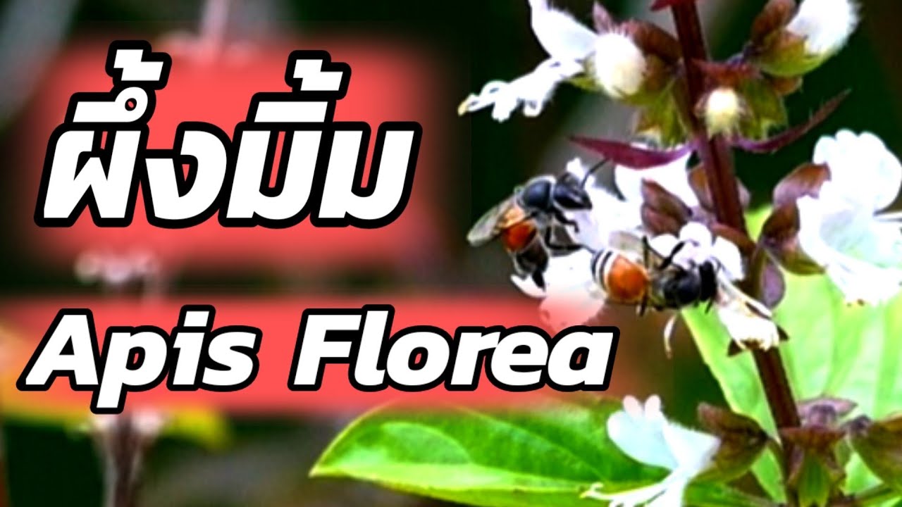 Apis florea ผึ้งมิ้ม หากินที่ยอดผักคุณตู่ สวยงาม บรรยากาศหากิน - YouTube