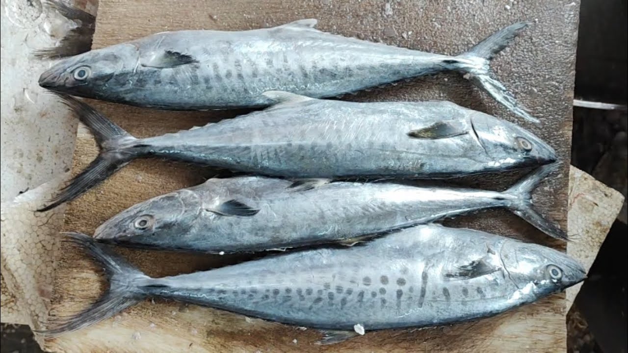 VANJARAM FISH SPEED CUTTING SKILLS | FRESH SEER FISH CUTTING # ...