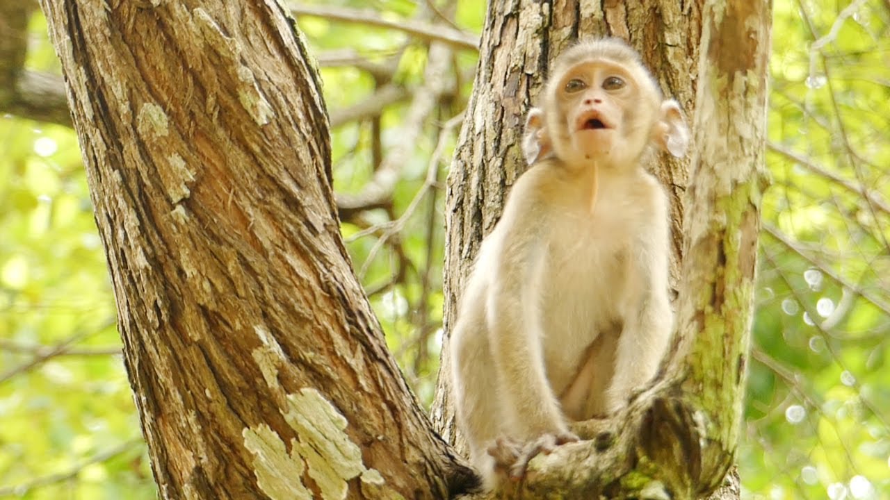 Most pity! Orphan monkey Brandy still calling mom forever - YouTube