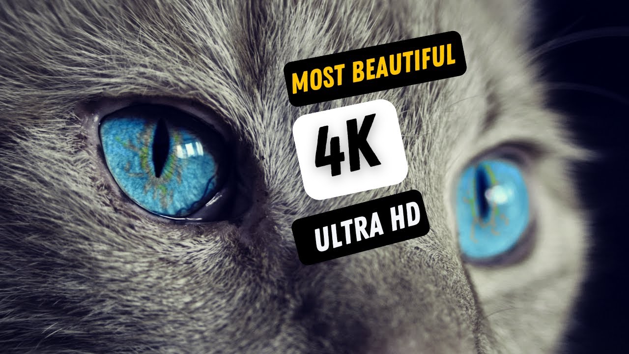 Visit to the Zoo in 4K ULTRA HD / An Amazing Zoo Trip - YouTube