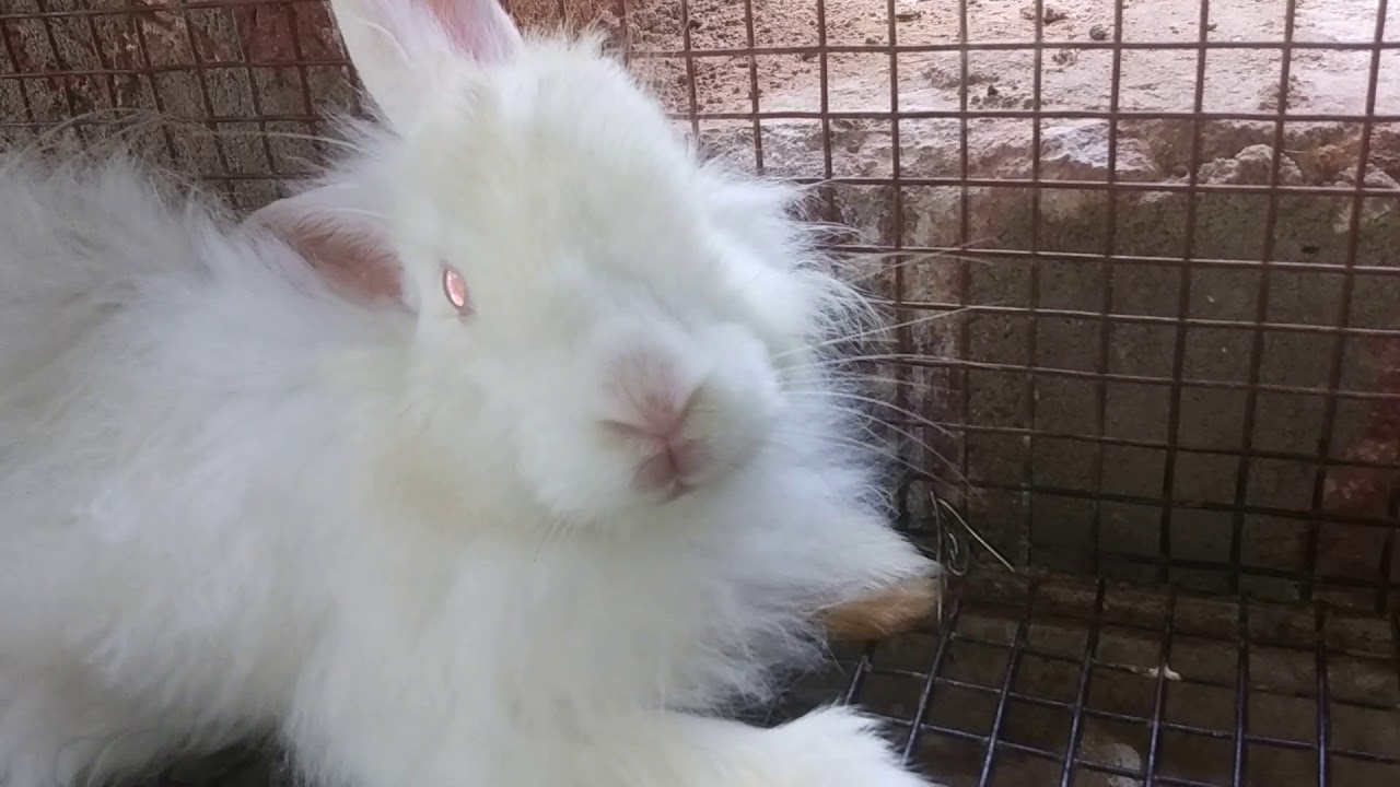 ഫാൻസി മുയലുകൾ | Angora Rabbit In Kerala Kasaragod - YouTube