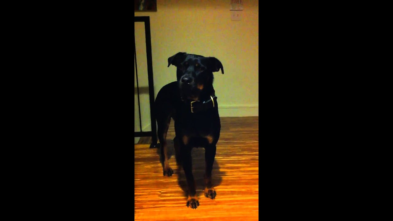 Crazy jumping Rottweiler! doesn't like Candy! - YouTube