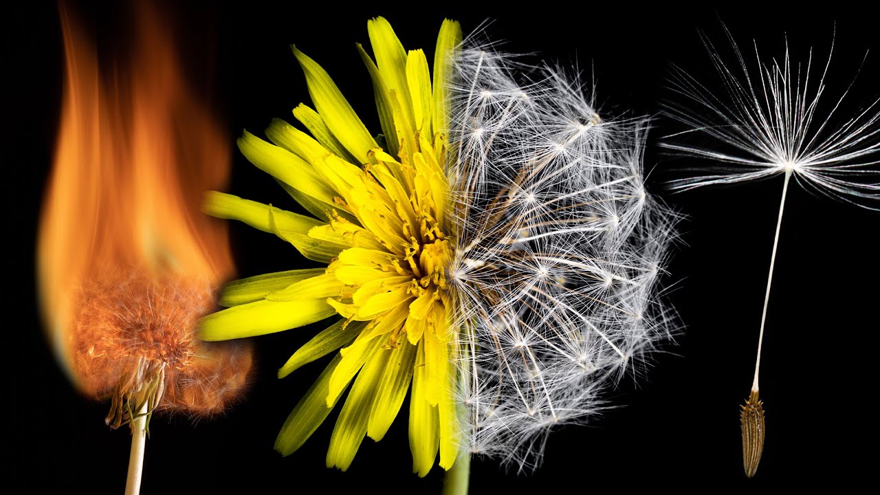 CREATIVE PHOTOGRAPHY IDEAS - 3 PHOTOGRAPHERS SHOOT DANDELIONS - YouTube