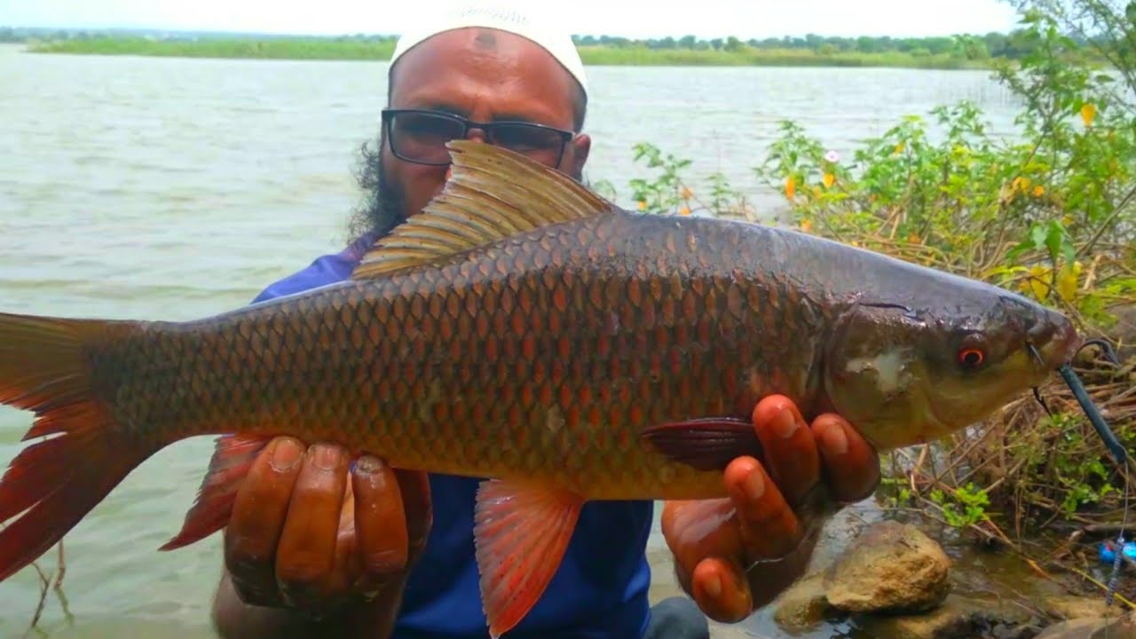 fish hunting||rahu fish catching||best fishing videos||amezing fishing ...