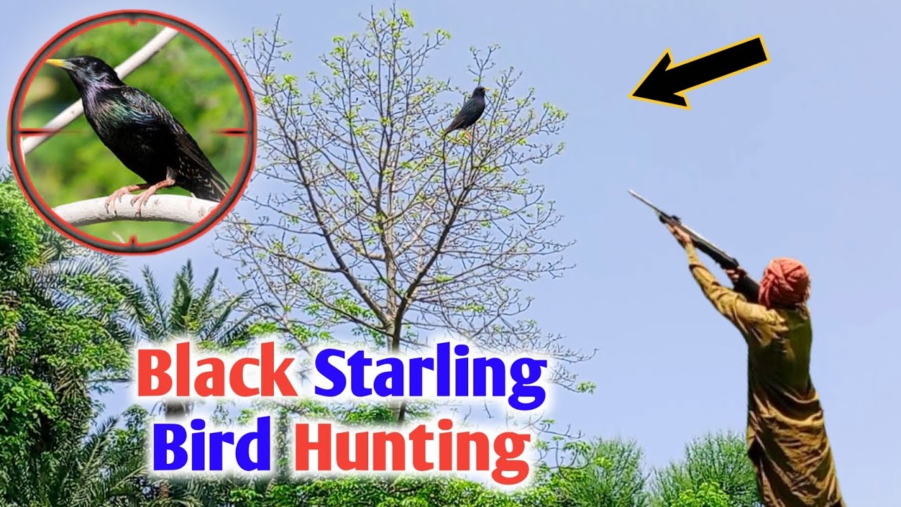 Amazing Black Starling Bird Hunting Video|Black Starling|Bird Hunting ...