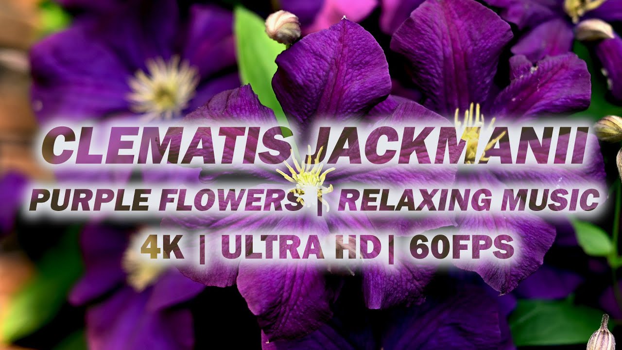 Clematis Jackmanii : Scenes of Amazing Purple Flowers | 4K UHD 60fps - YouTube