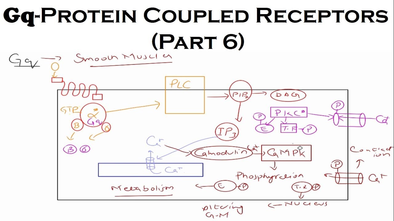 Gq-Protein Coupled Receptors (Lecture 6) | Receptors And Intracellular ...