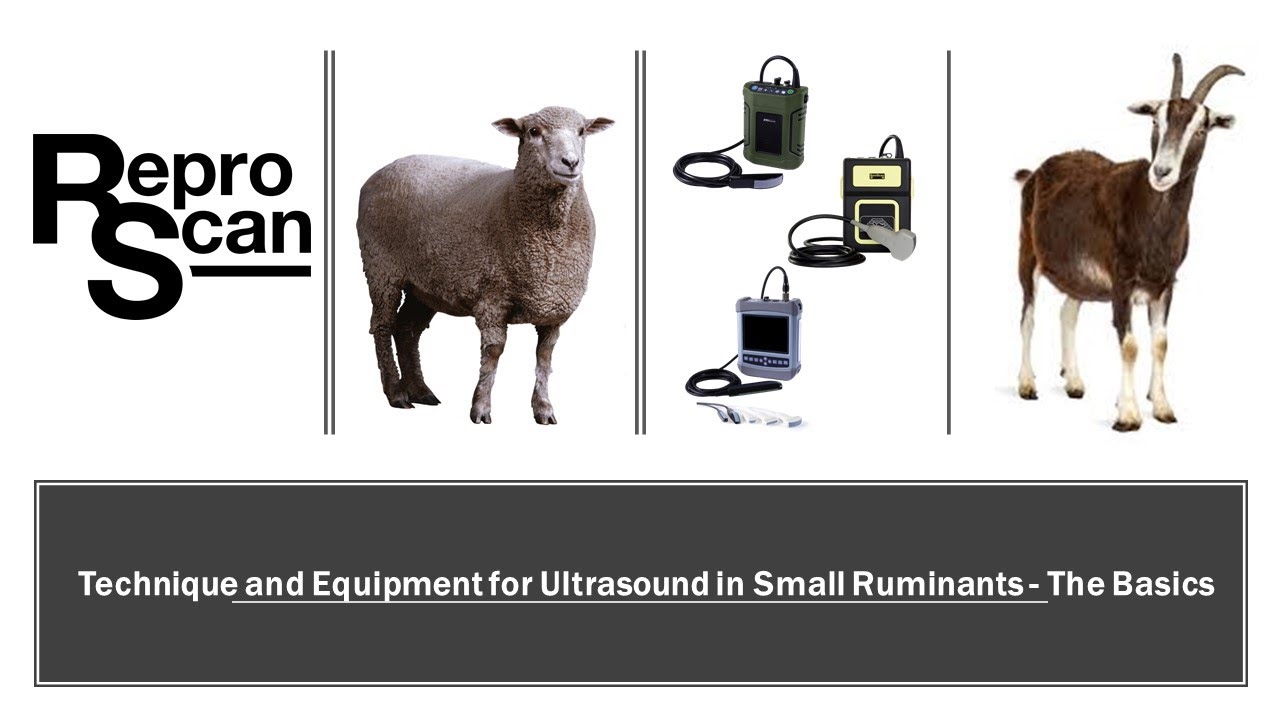 Technique and Equipment for Ultrasound in Small Ruminants - The Basics ...