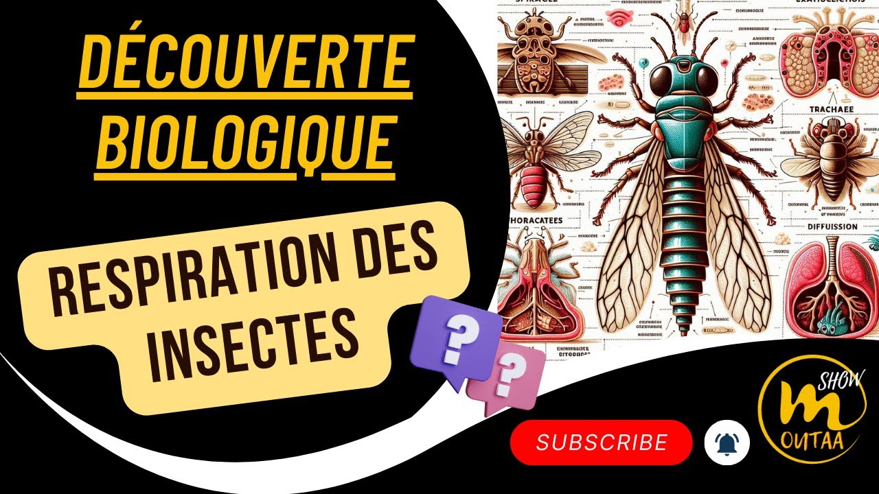 Découverte Incroyable : Comment les Insectes Respirent-ils ? - YouTube