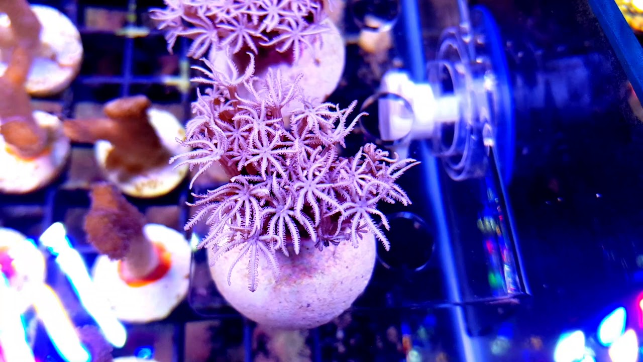 Tubipora musica ( Pipe Organ Coral ) - YouTube