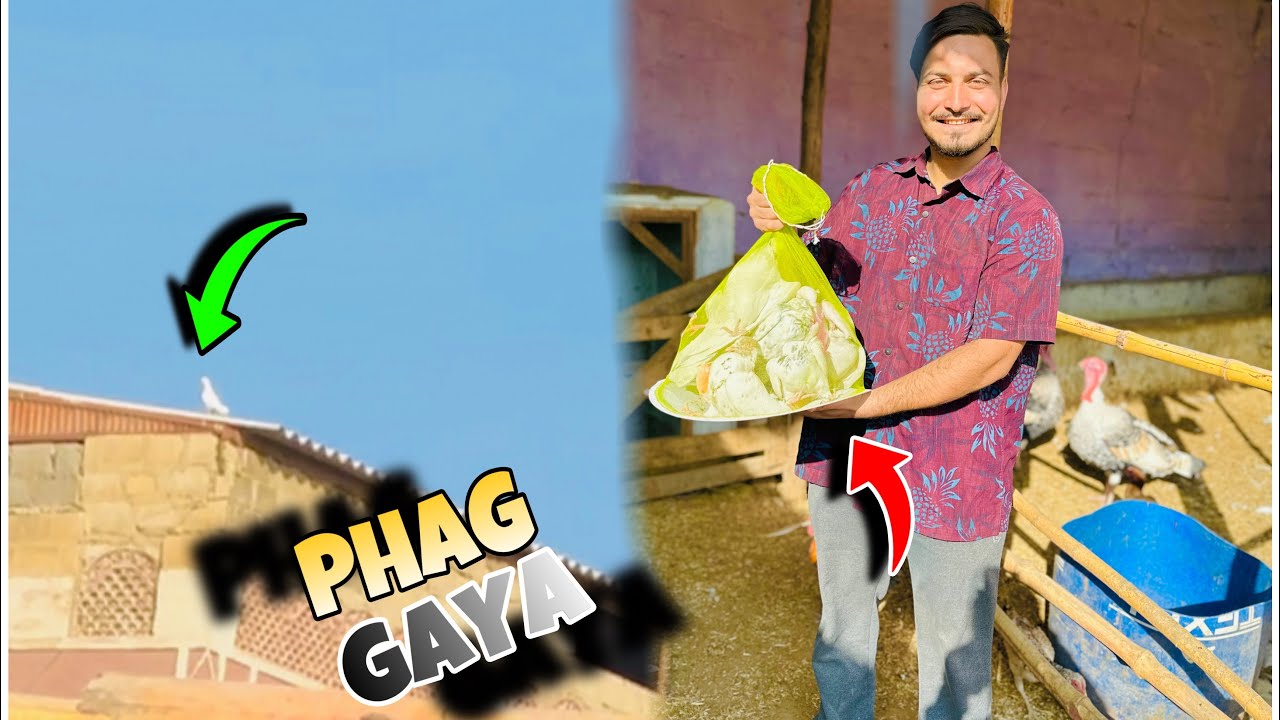 NEW PEGION UR GAYAI 🕊️🥹#pegion#fumny#treanding#petsvloging # ...