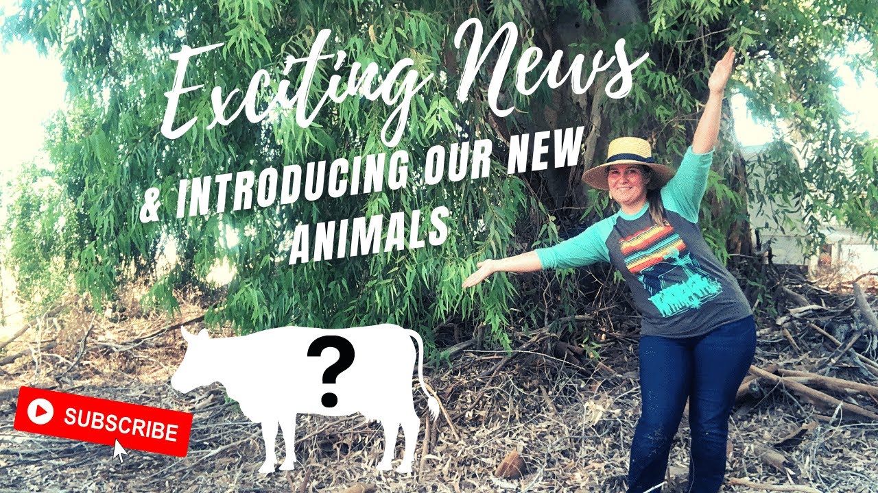 Exciting News & Introducing Our New Animals - YouTube