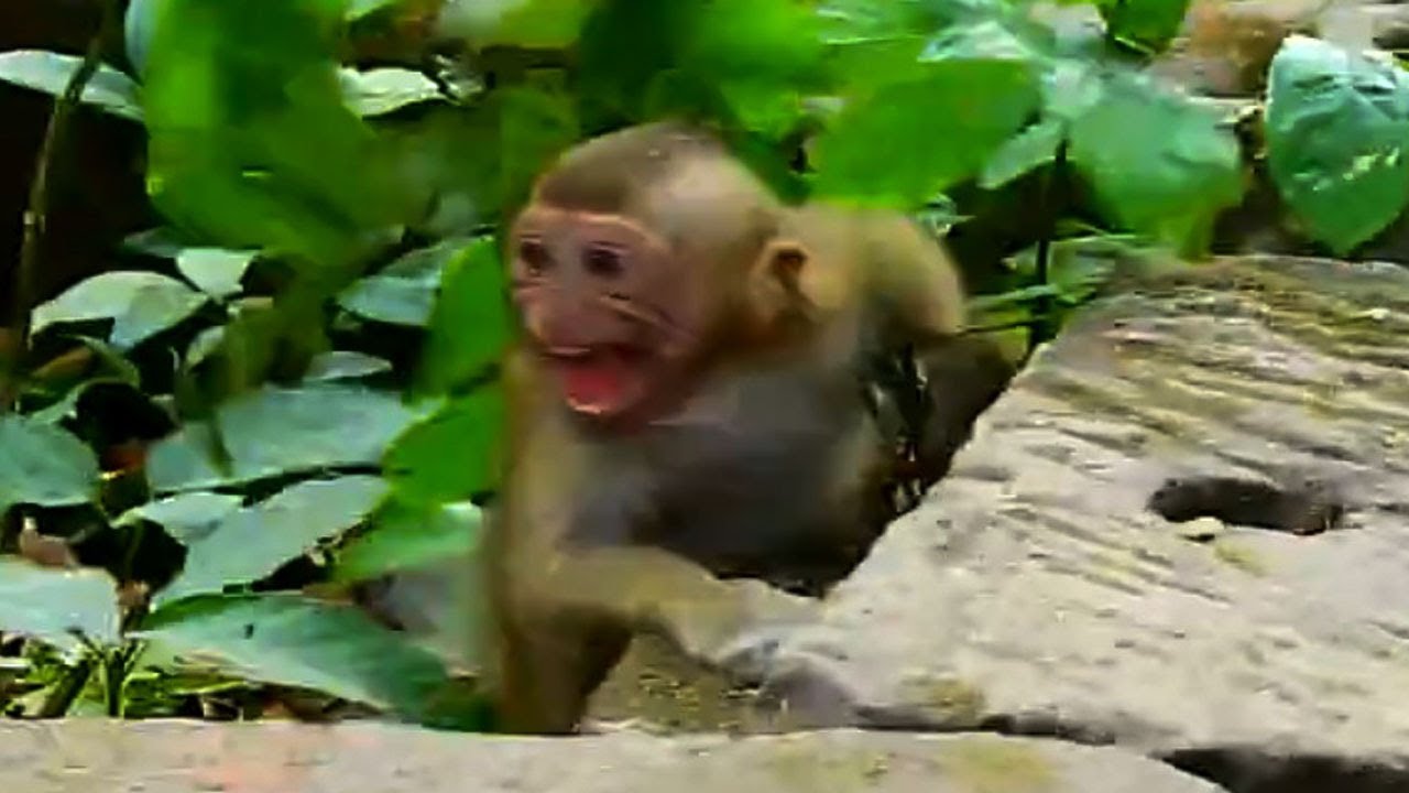 What is happening to you Libby__ Rainbow can't get enough milk till she collapsed from mom Libby ...