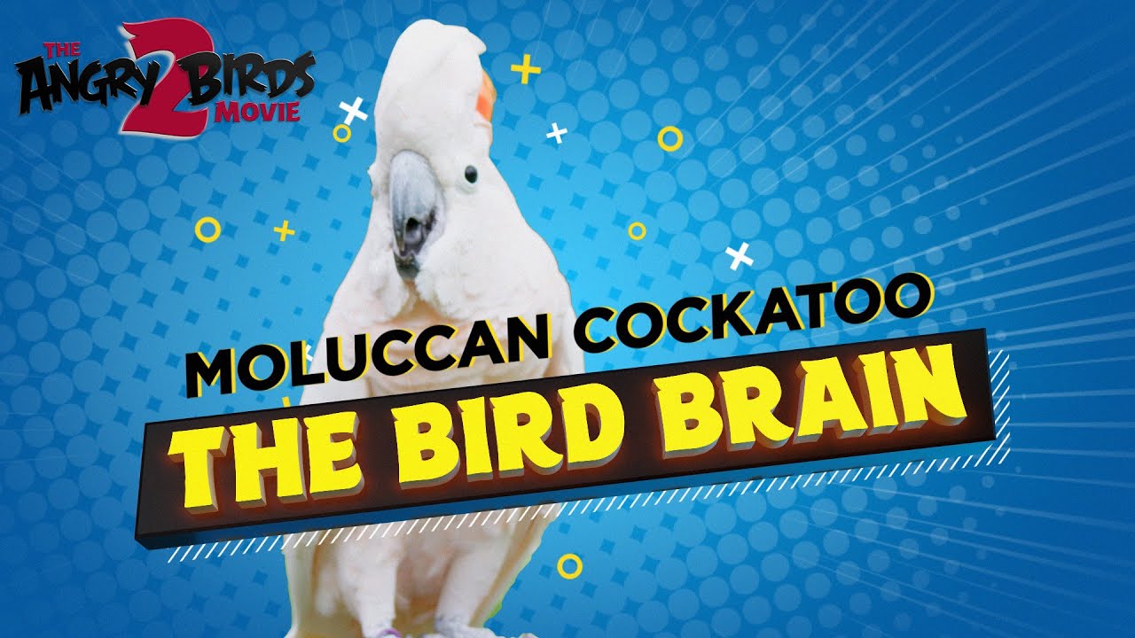 The Angry Birds Movie 2 | Bird Watching Cockatoo - YouTube