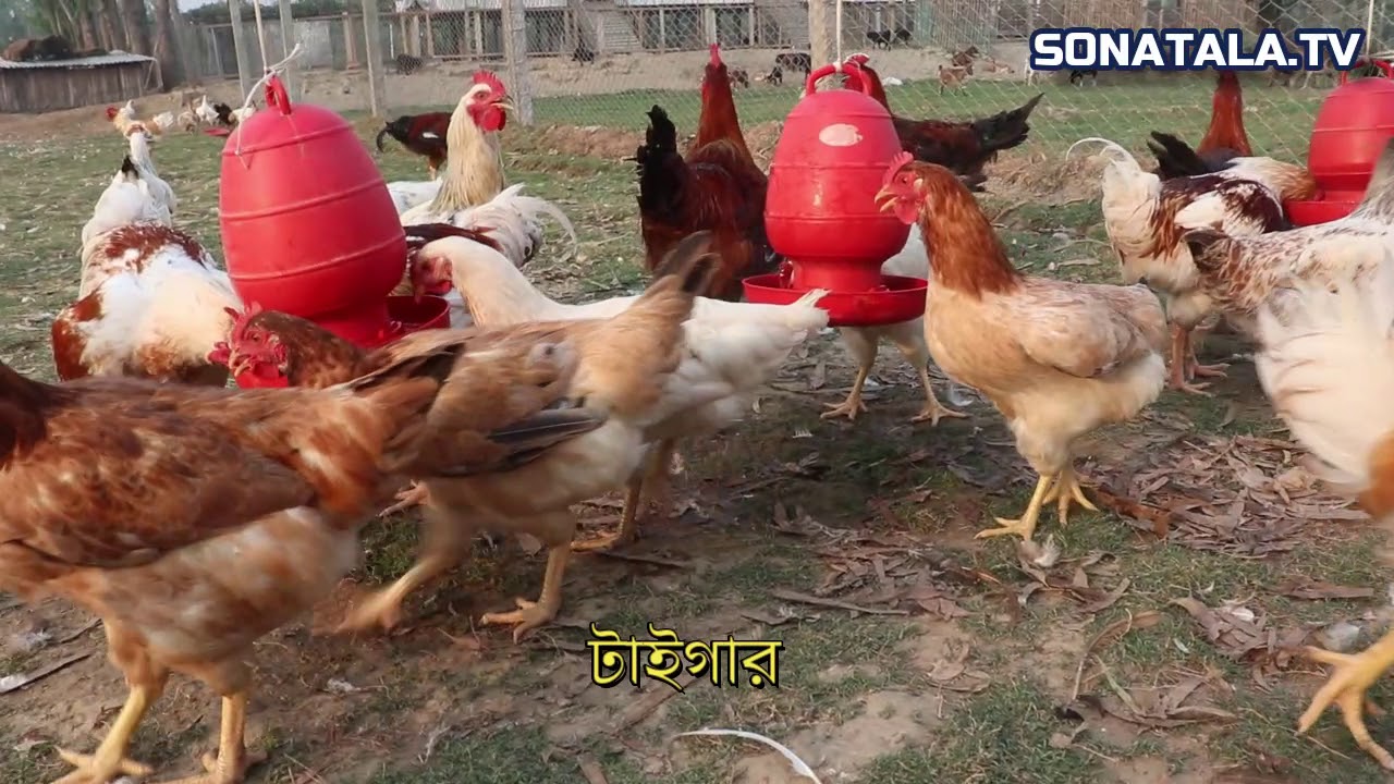TIGER Chicken Farm Visit - YouTube