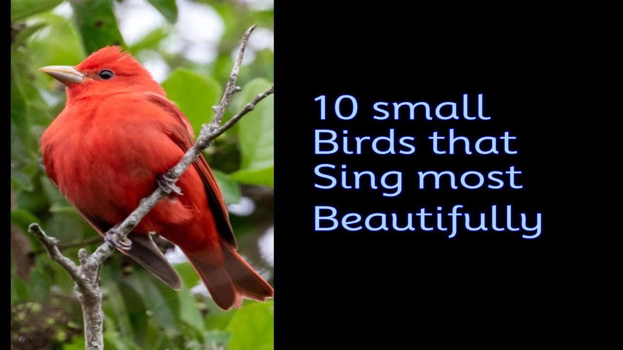 10 small birds that sing most beautifully - YouTube