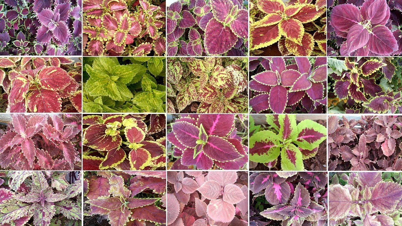 Coleus Plant Varieties / Types of Coleus Plants/ Coleus Plant care ...