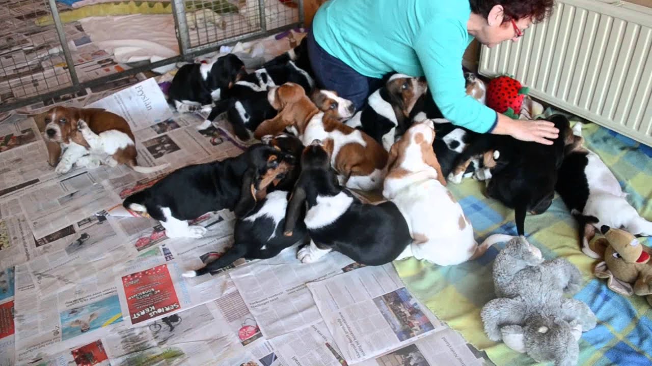 NewDown-Bassets, nest P en nest Q. - YouTube