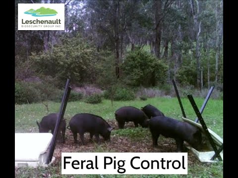 Feral Pig Control is Essential_Leschenault Biosecurity Group - YouTube
